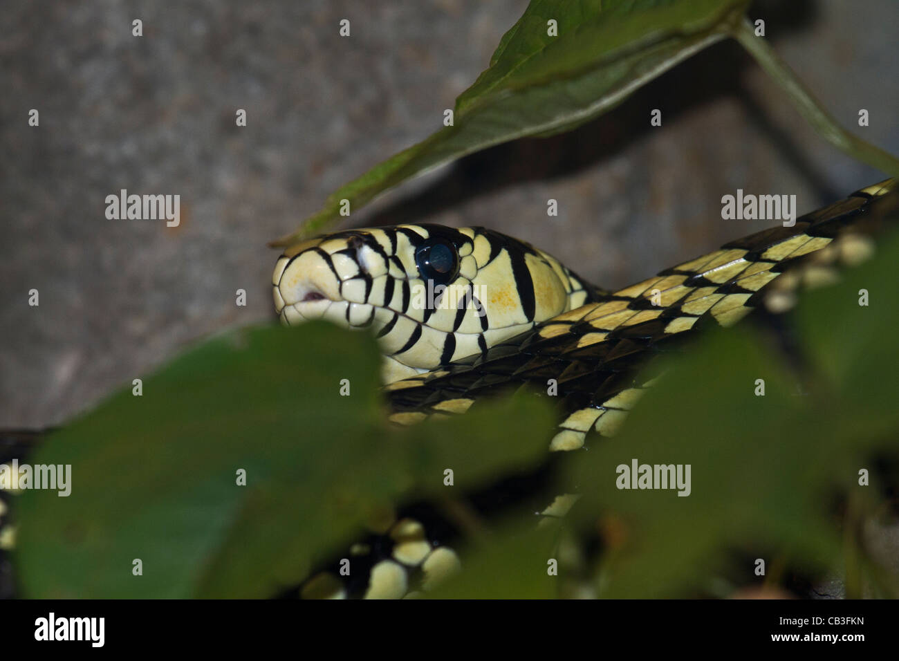 Yellow and black snake hi-res stock photography and images - Alamy