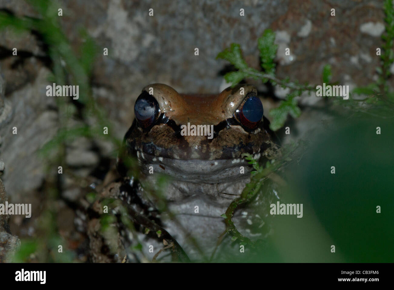 Frog taxonomy hi-res stock photography and images - Alamy