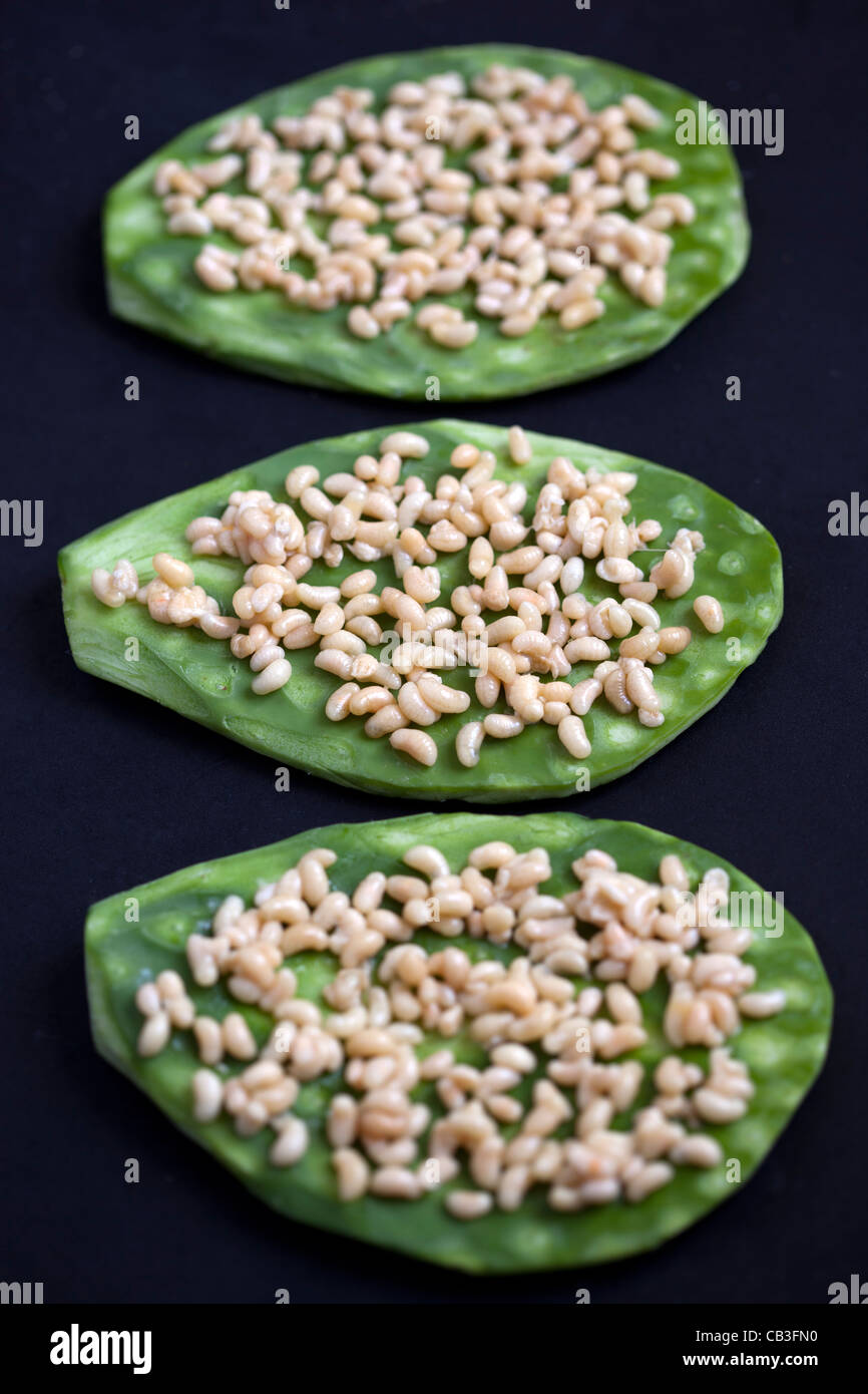 Cooked Escamoles Ant Larvae or Pupa served on a cactus leaf - a ...