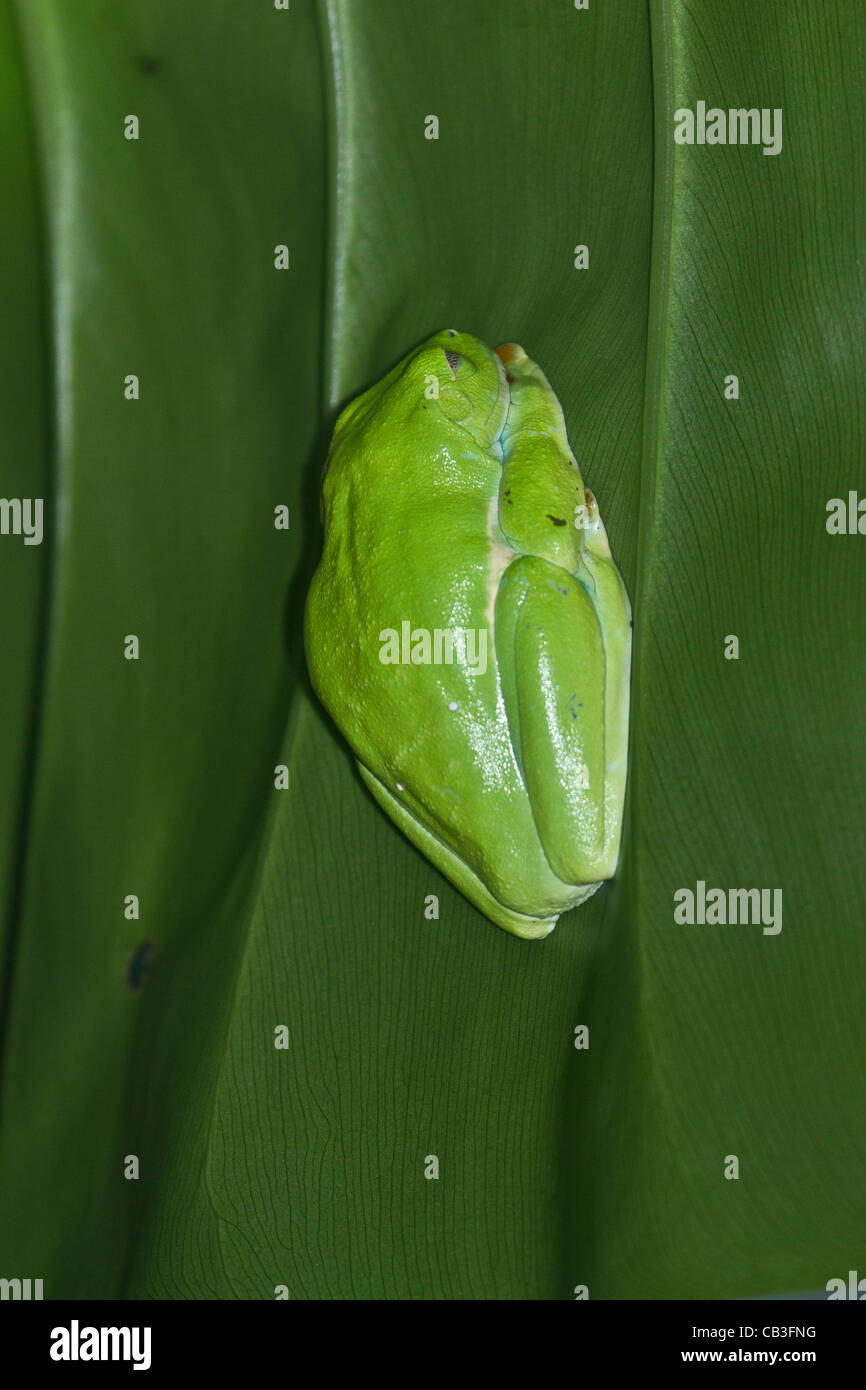 North carolina tree frog hi-res stock photography and images - Alamy