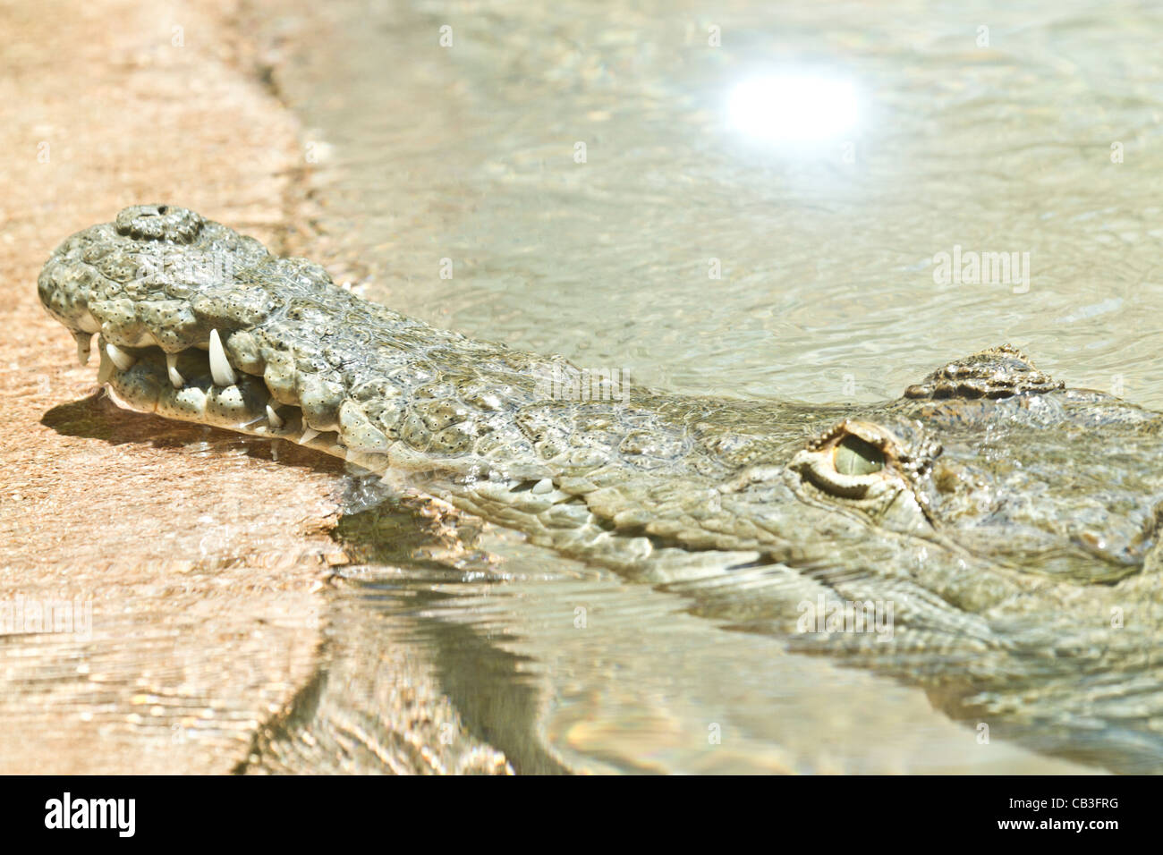 Indian gharial hi-res stock photography and images - Alamy