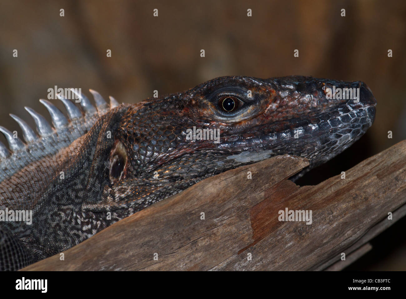 South carolina lizard hi-res stock photography and images - Alamy