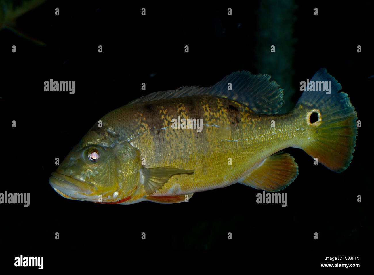 Fish taxonomy hi-res stock photography and images - Alamy