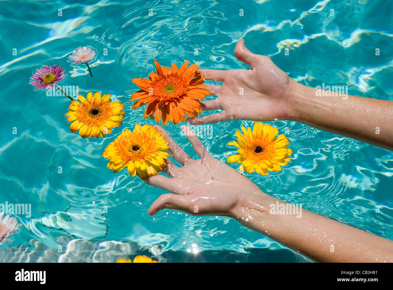 View of a woman's hands touching flowers floating in a swimming pool ...