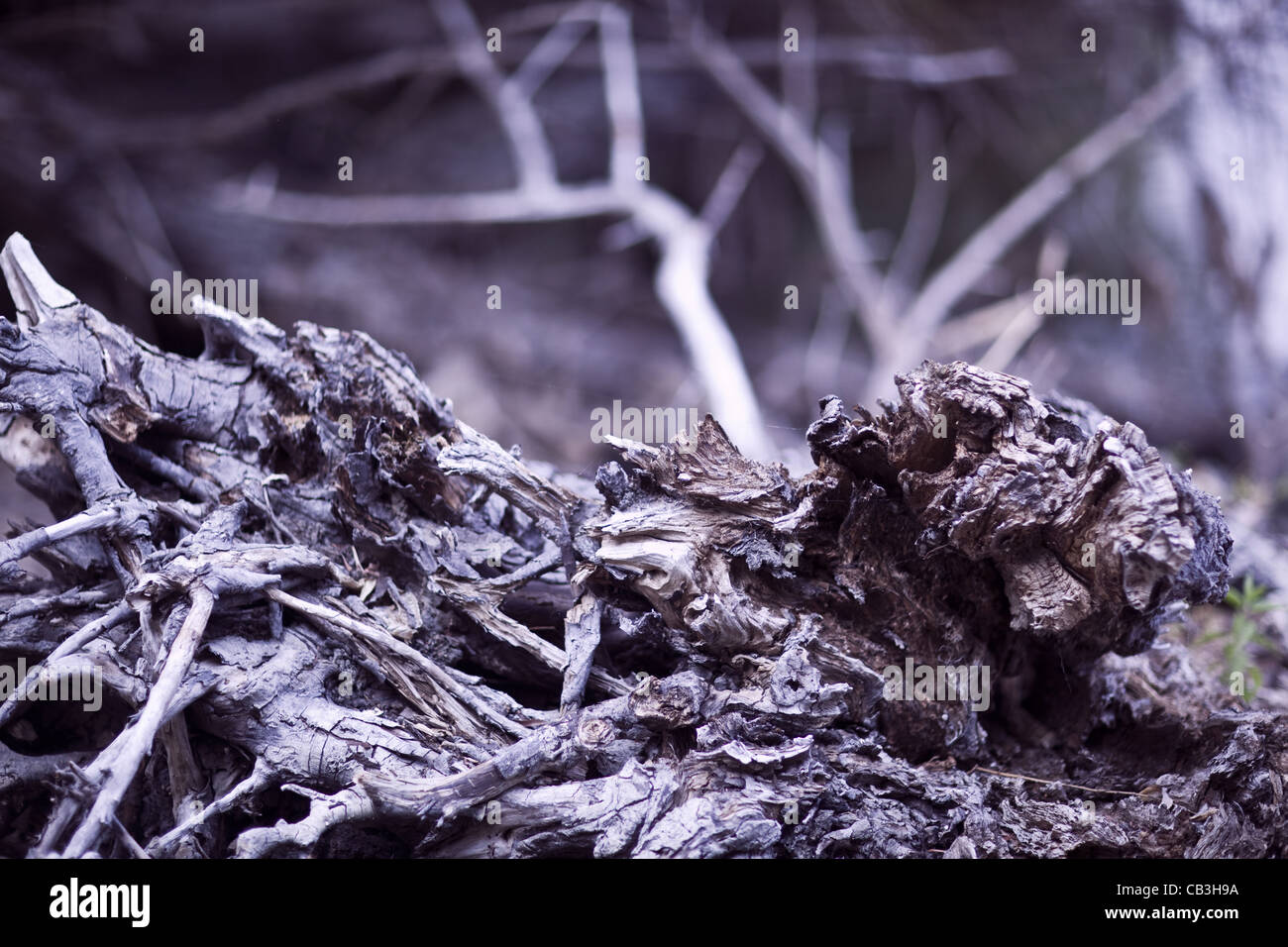 Autumn abstract. Closeup of a tree bark, dried and forgotten land Stock ...