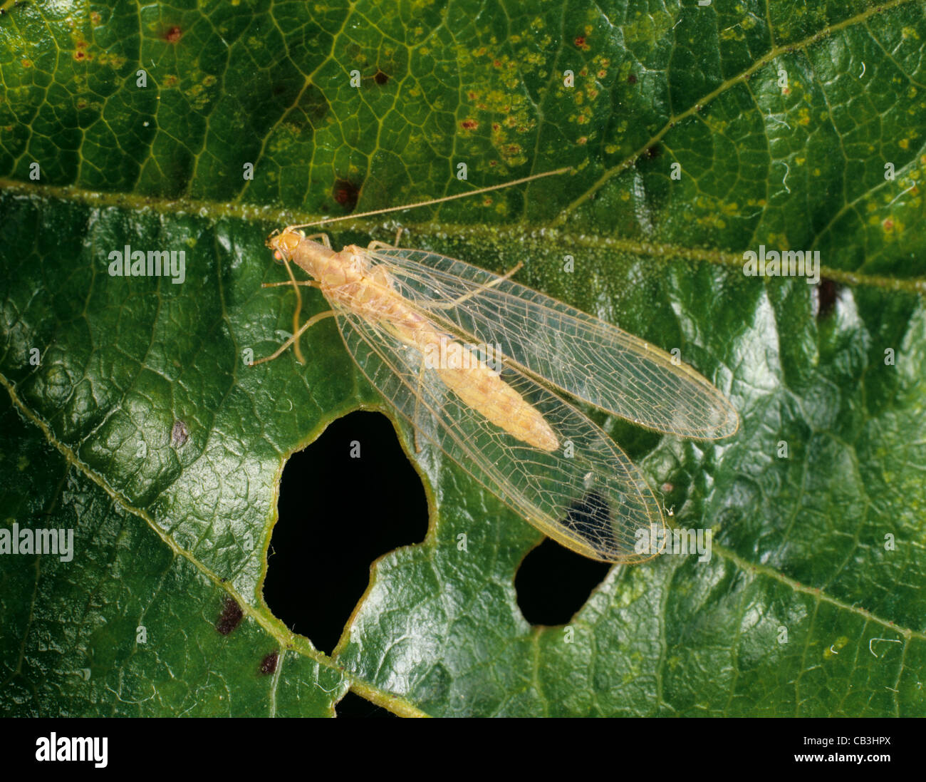 Green Lacewing Uk High Resolution Stock Photography and Images - Alamy