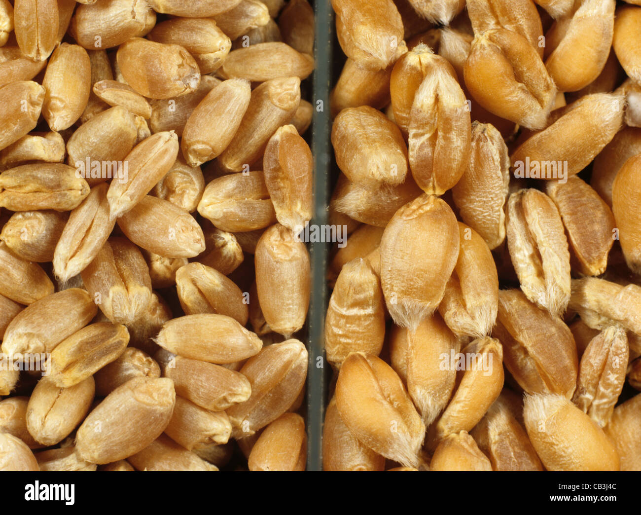 English winter milling wheat (left) compared to Canadian Western red ...