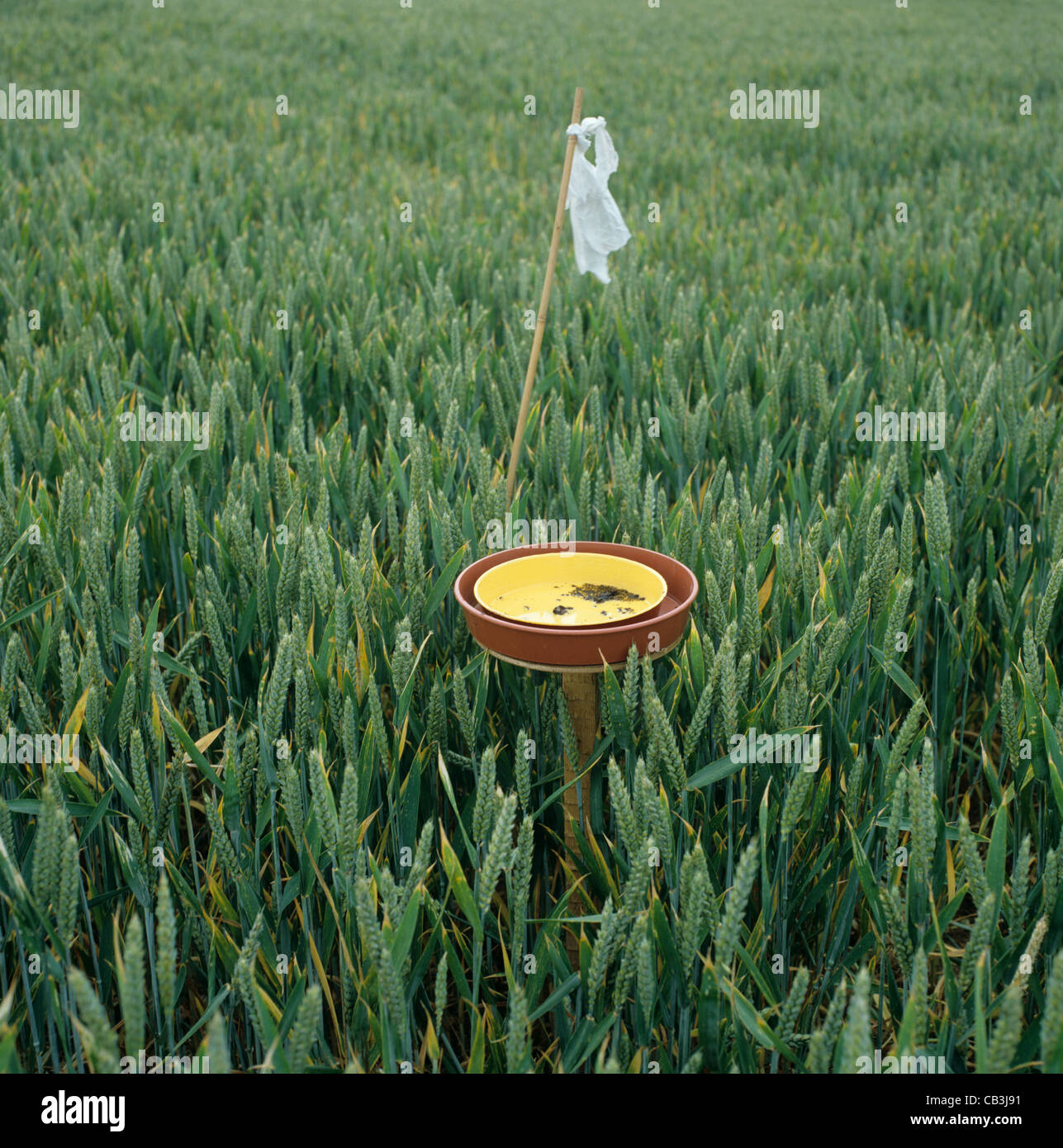 Trap For Insects High Resolution Stock Photography and Images - Alamy