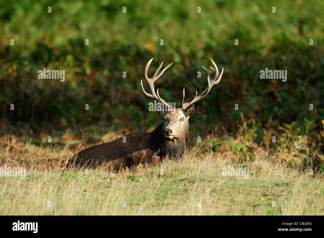 Deer laying down hi-res stock photography and images - Alamy