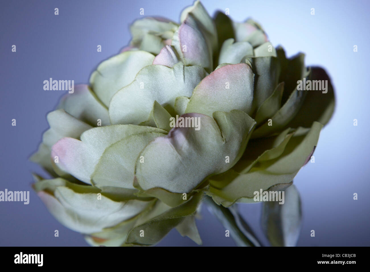 Silk flower on purple background Stock Photo - Alamy