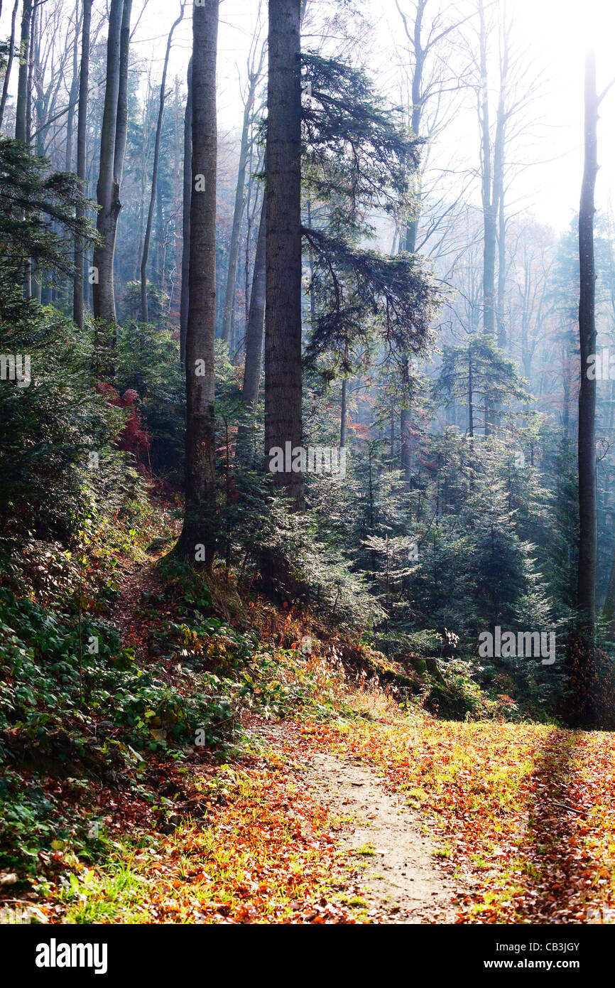 Path in forest lighten by sun in autumn Stock Photo - Alamy