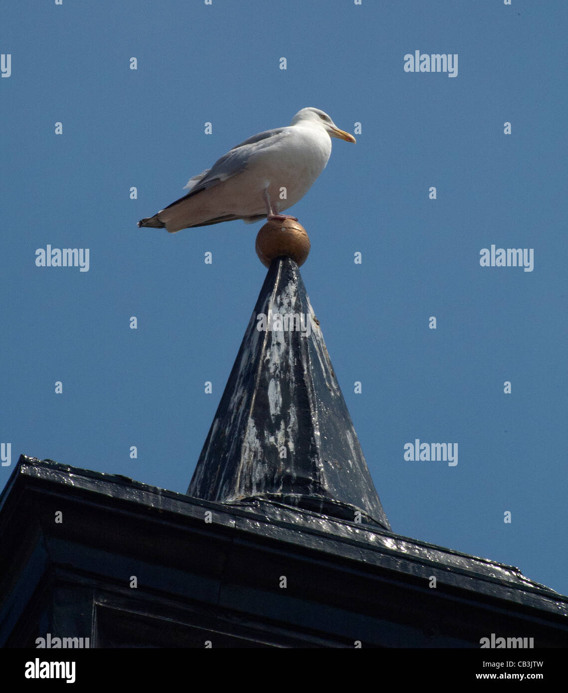 Seagull clock hi-res stock photography and images - Alamy