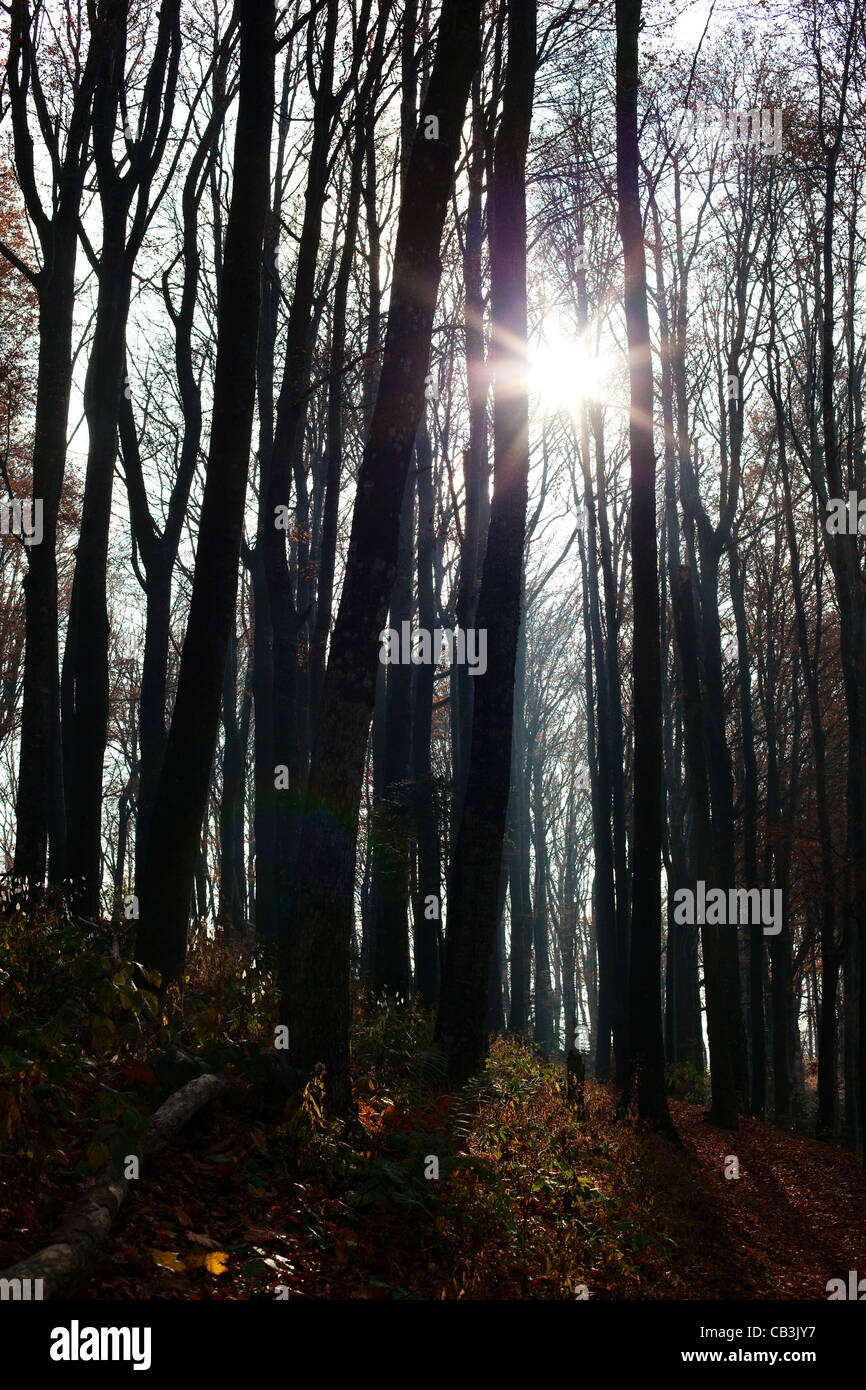 Sun is shining through trees in wood in autumn Stock Photo - Alamy