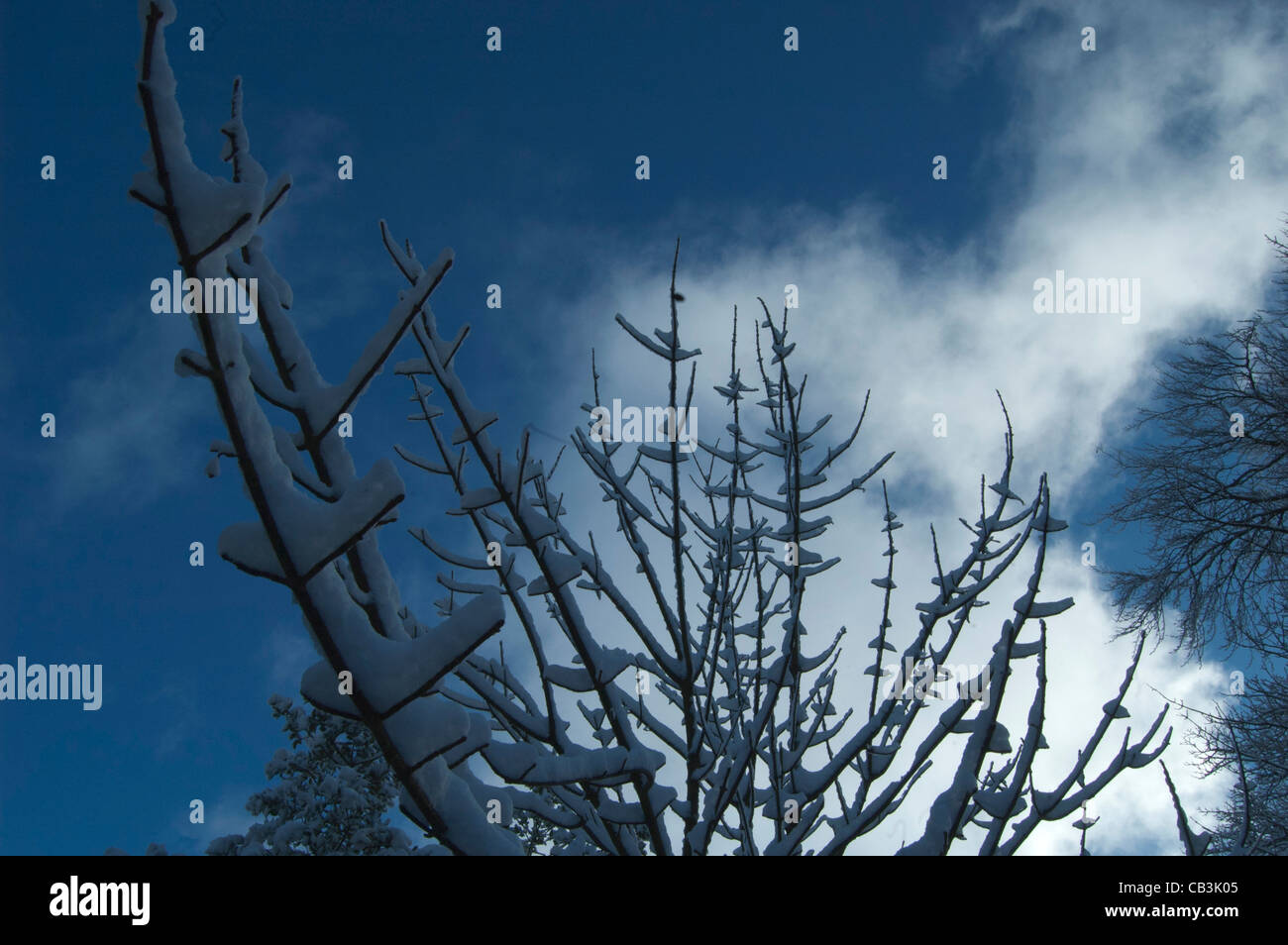 Snow covered tree tops Stock Photo - Alamy