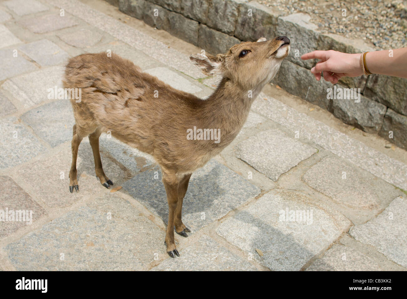 Holy deer hi-res stock photography and images - Alamy