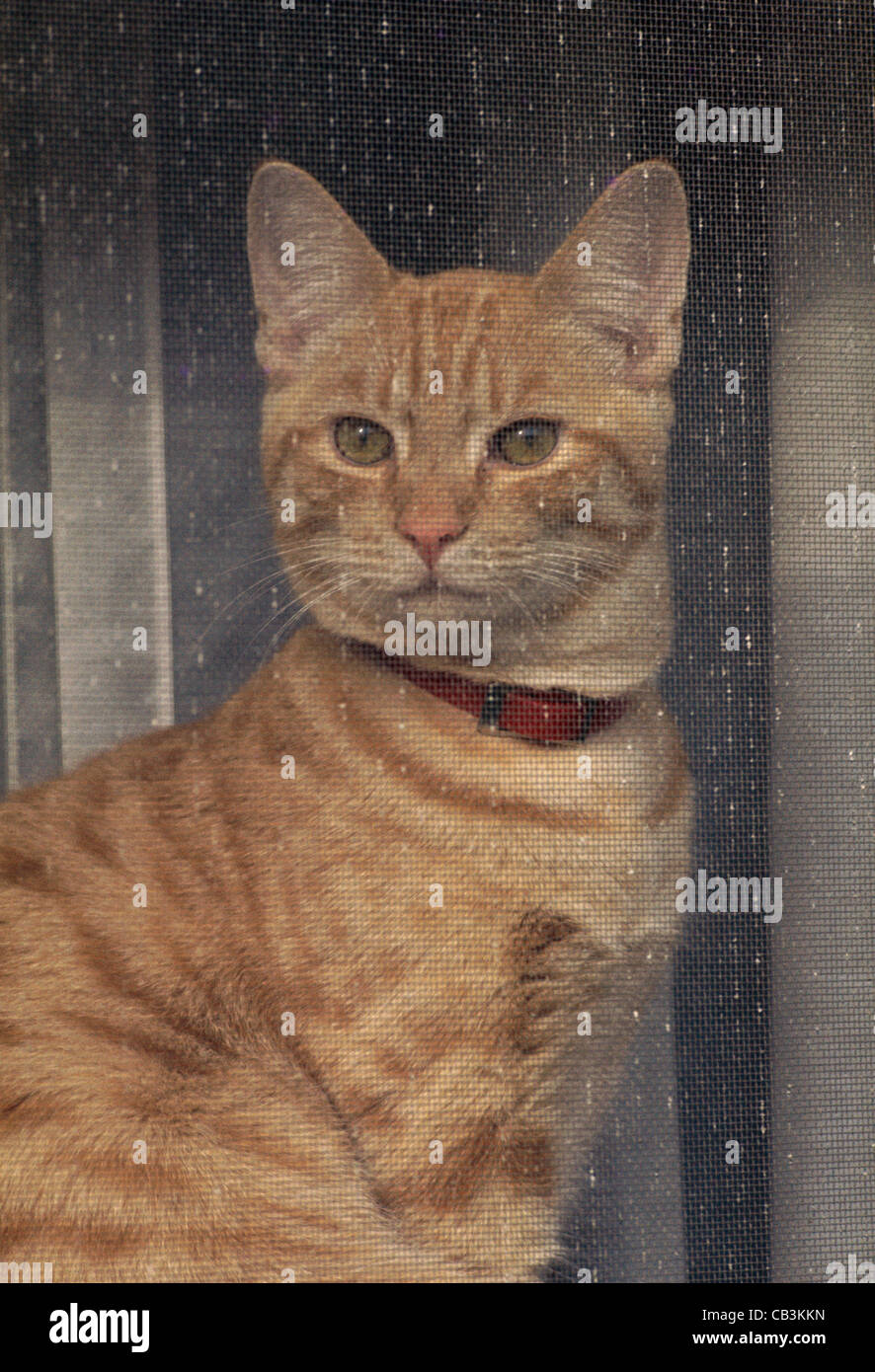 Cat through cat door hi-res stock photography and images - Alamy