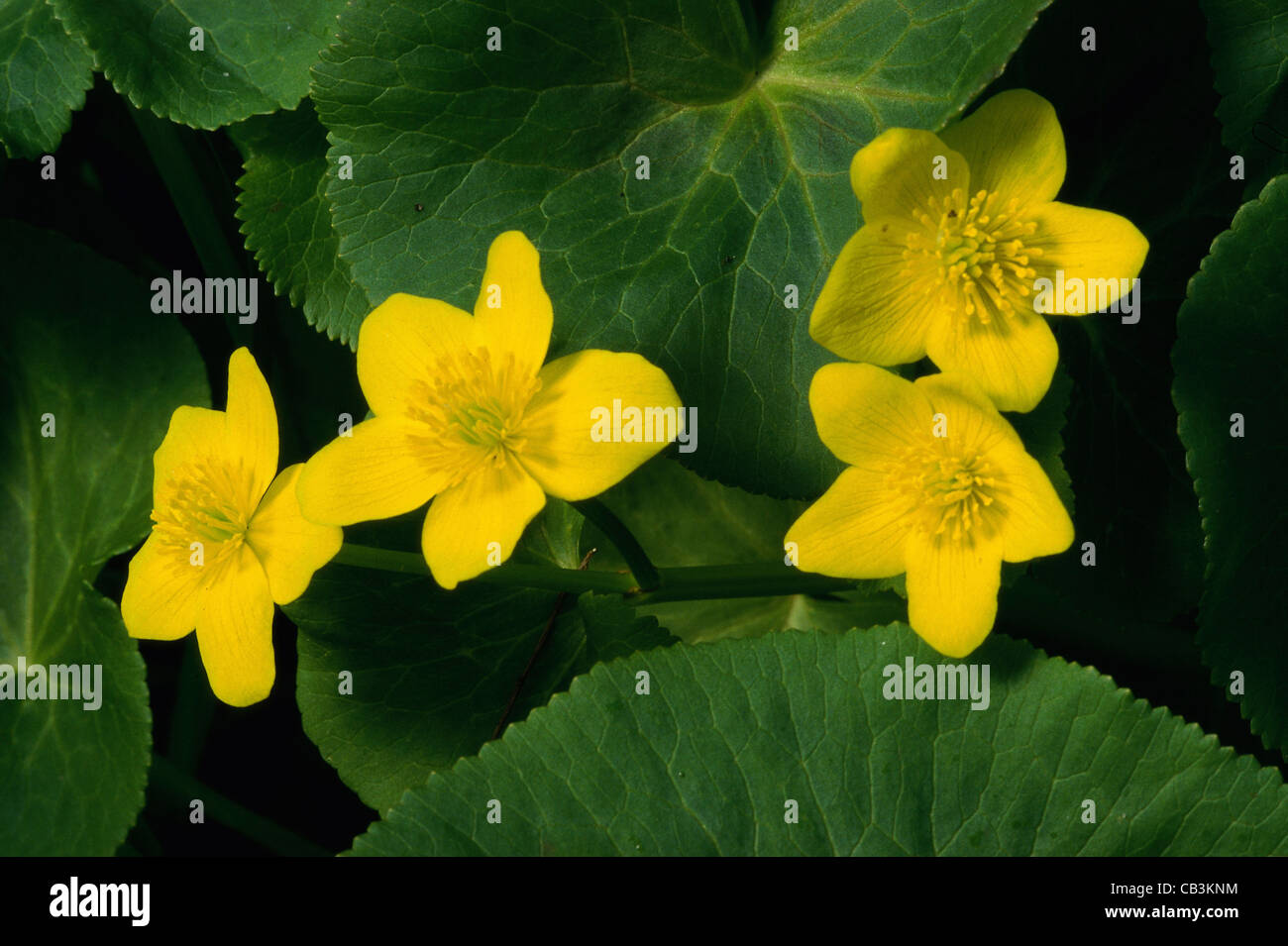 Close-up of Marsh Marigold flowers Stock Photo - Alamy