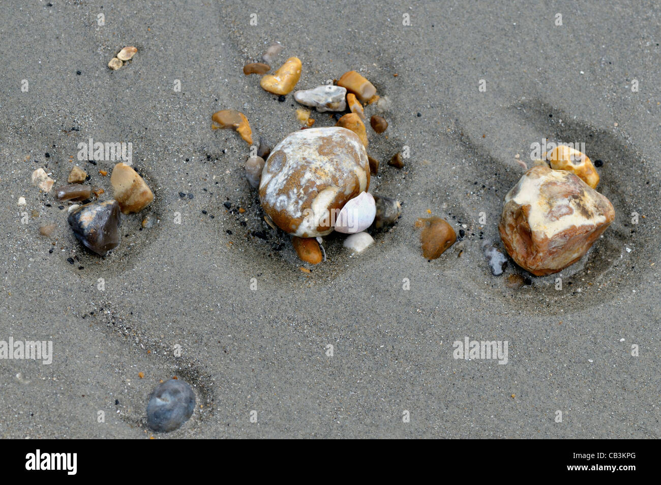 Stones and shells at low tide at Bracklesham Bay beach in UK - England ...