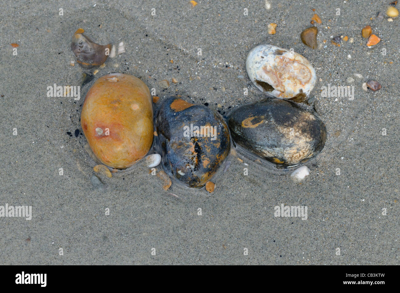Stones and shells at low tide at Bracklesham Bay beach in UK - England ...