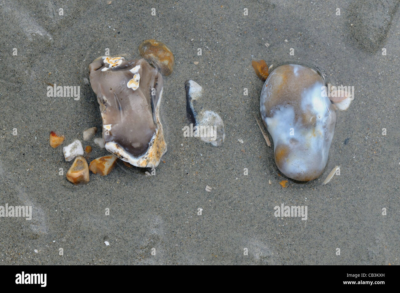 Stones and shells at low tide at Bracklesham Bay beach in UK - England ...