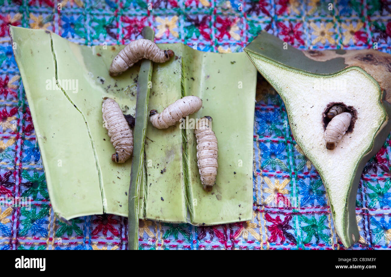 Cooked grubs hi-res stock photography and images - Alamy
