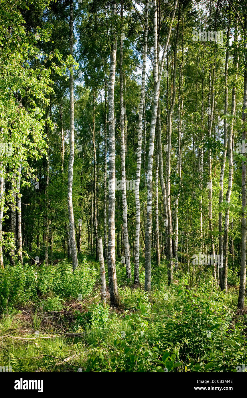 Birch Trees Sweden