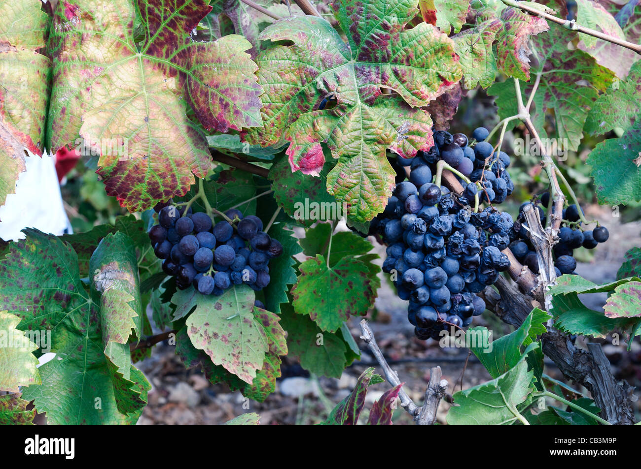 Carignan hi-res stock photography and images - Alamy
