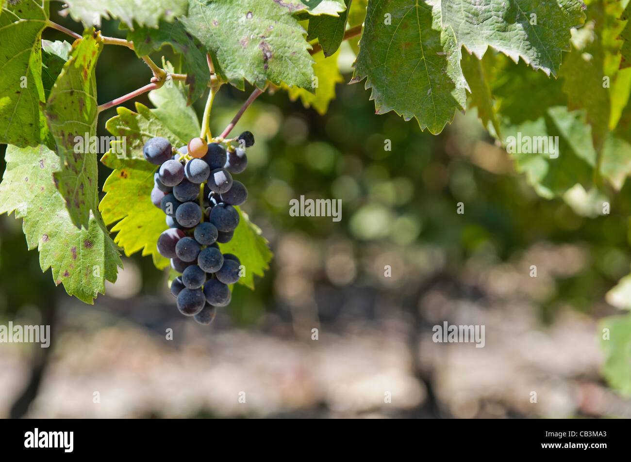 Carignan hi-res stock photography and images - Alamy