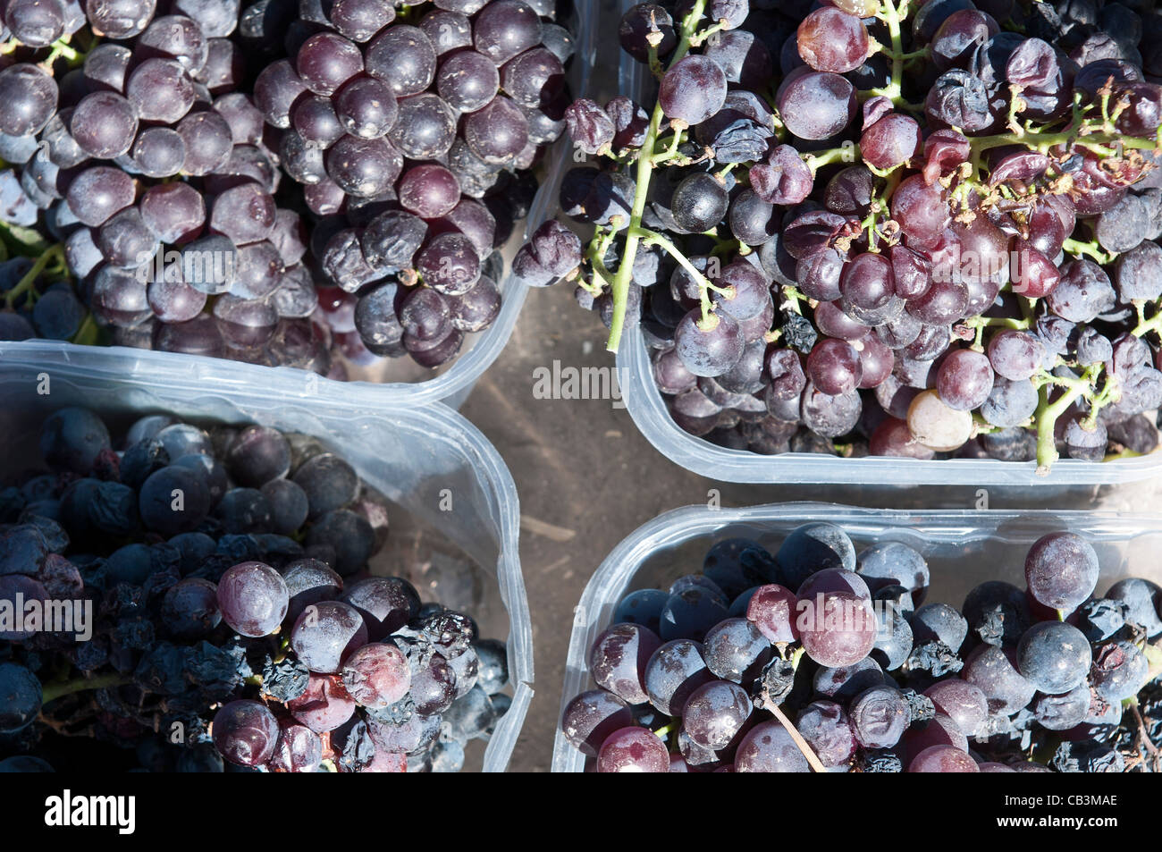 Carignan hi-res stock photography and images - Alamy