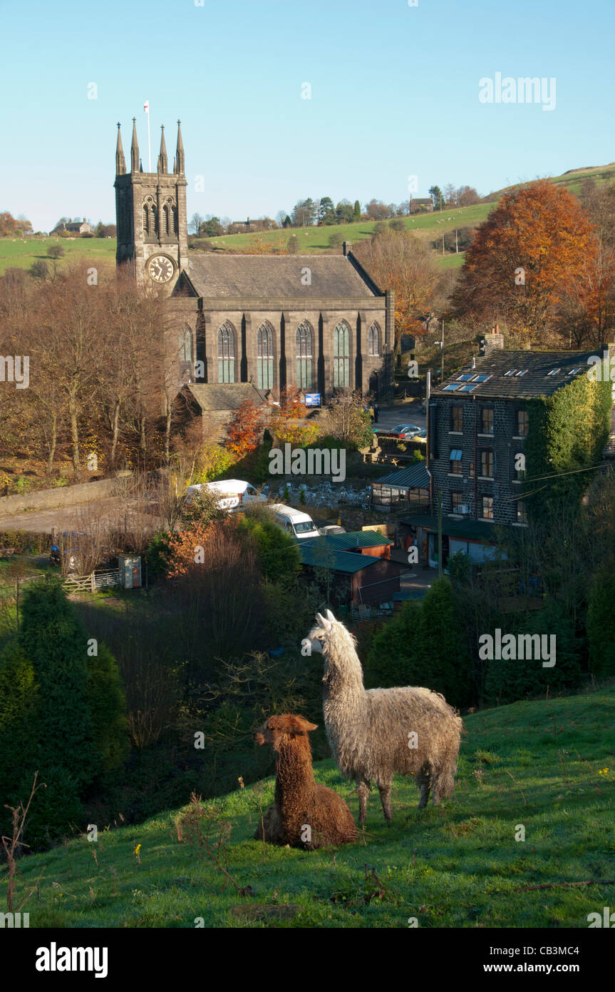 The Parish Church of St. Chad with two llamas, Greenfield, Saddleworth ...