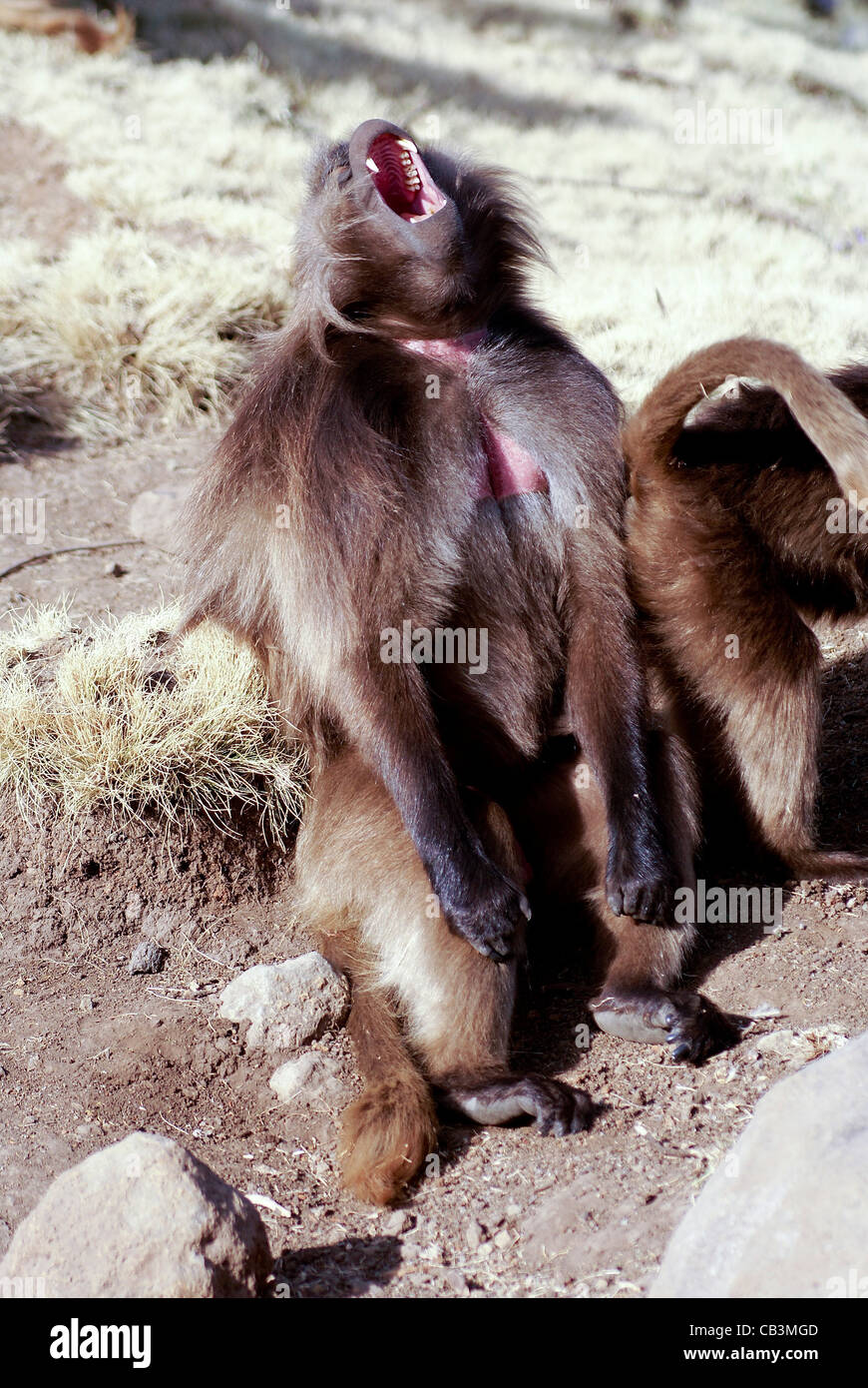 Africa, Ethiopia, Simien mountains, Gelada monkeys Theropithecus gelada ...