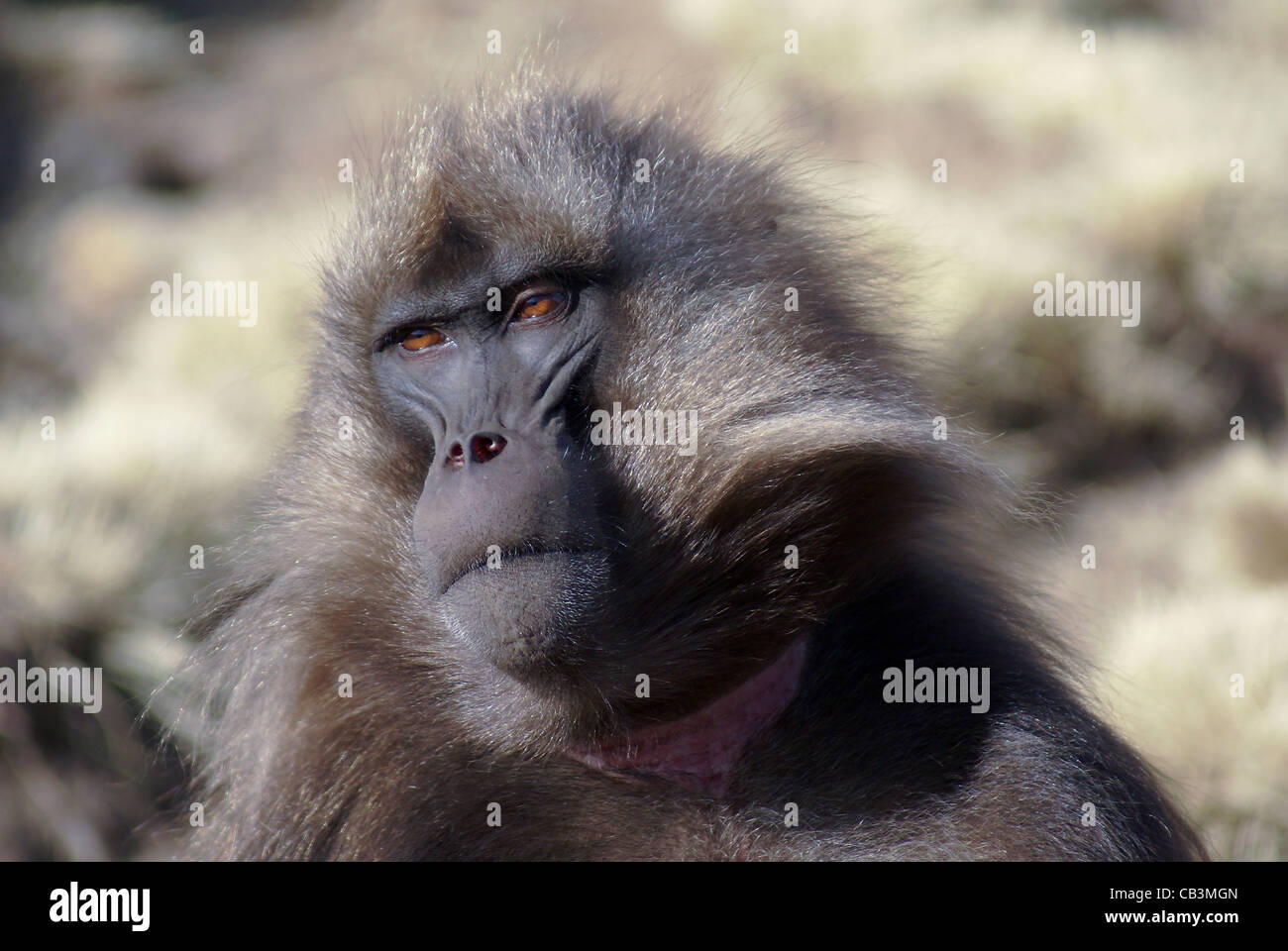 Africa, Ethiopia, Simien mountains, Gelada monkeys Theropithecus gelada ...