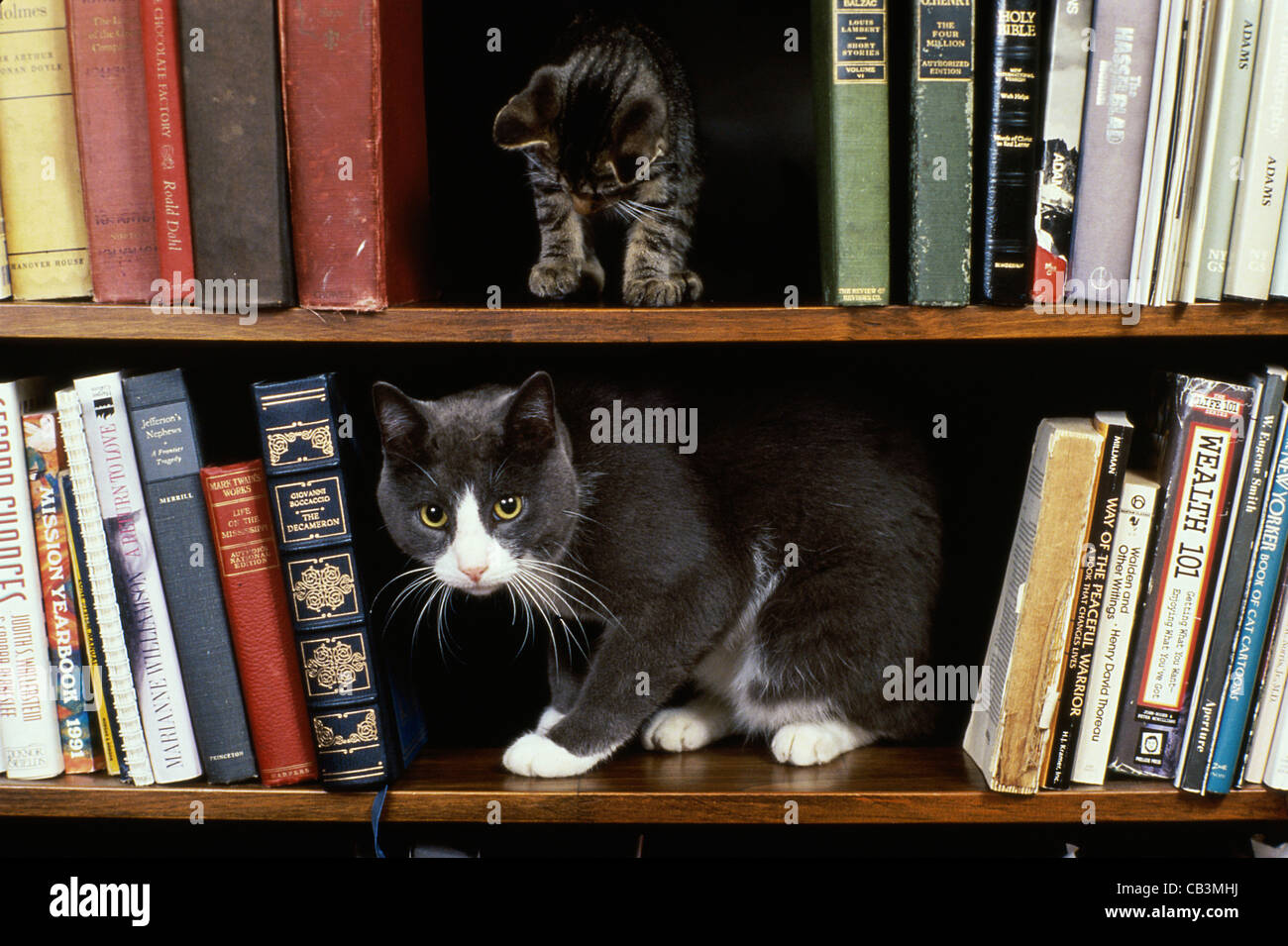 Cat with a book hi-res stock photography and images - Alamy