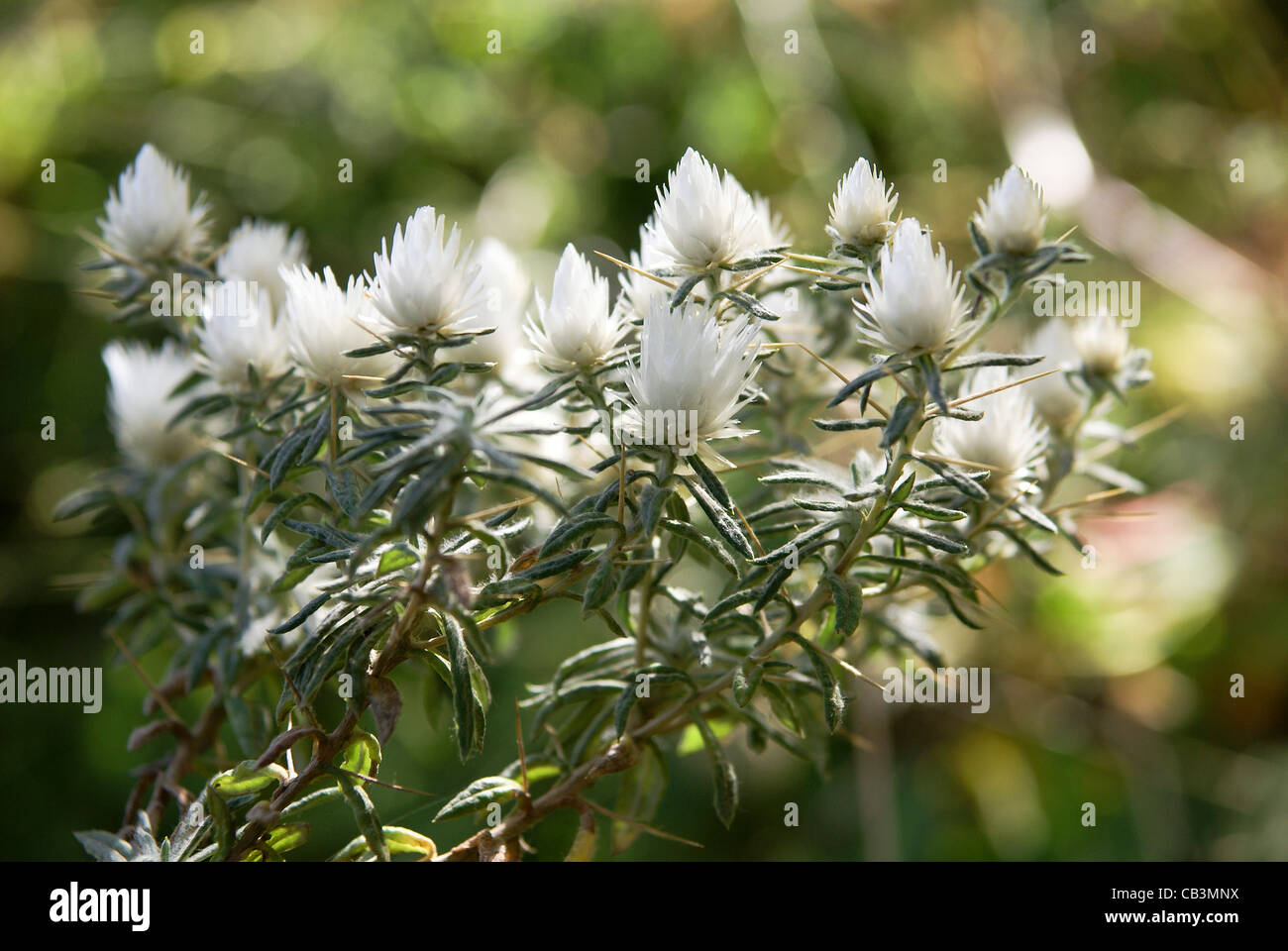 Africa, Ethiopia, Simien mountains flowering white Paronychia plant ...