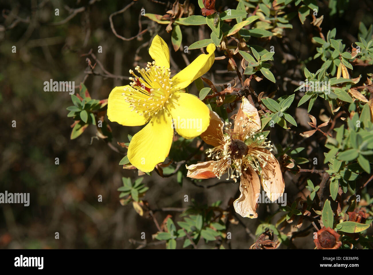 Africa, Ethiopia, Simien mountains flowering yellow wild rose Stock ...
