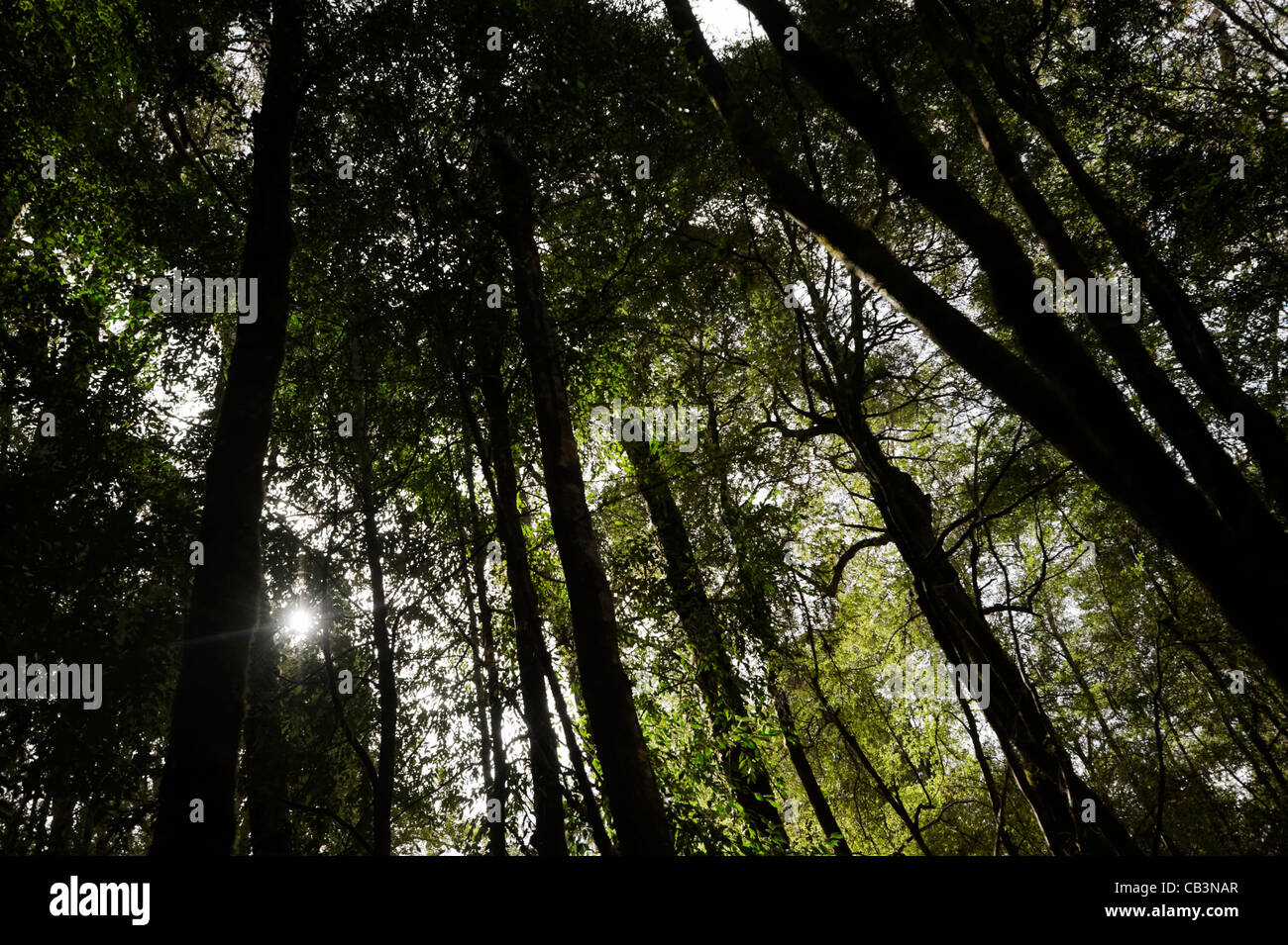 Cool Temperate Rainforest, Wild Rivers National Park, Tasmania ...