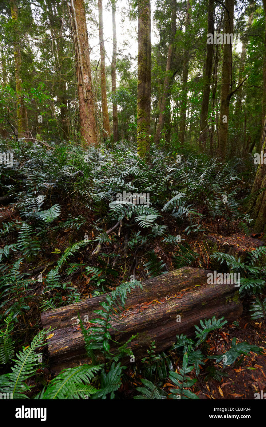 Ferns in temperate Rainforest, Peoples Park, Strahan, Tasmania ...