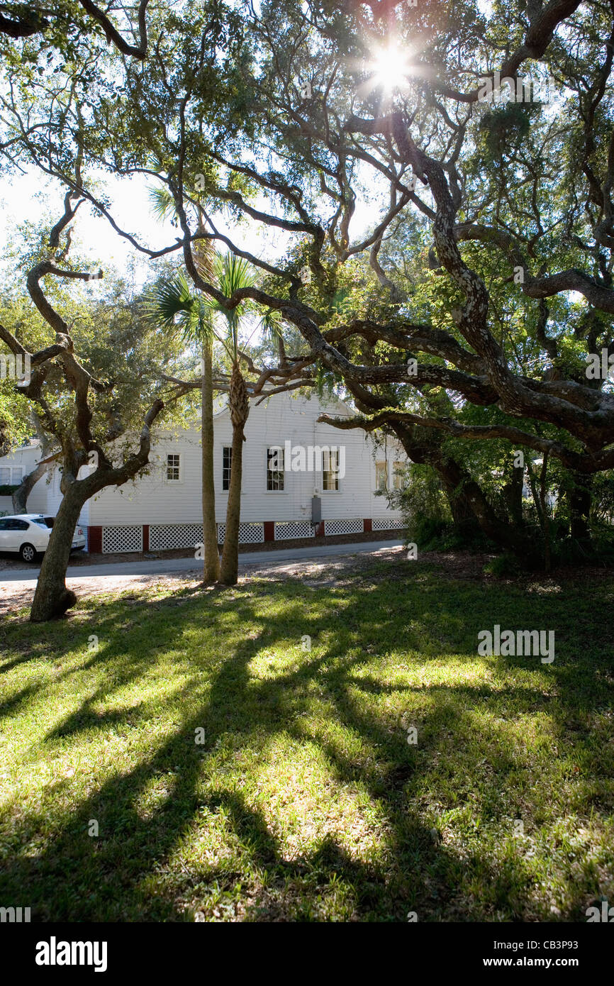 House in bright sunshine, surrounded by tall oak trees Stock Photo - Alamy