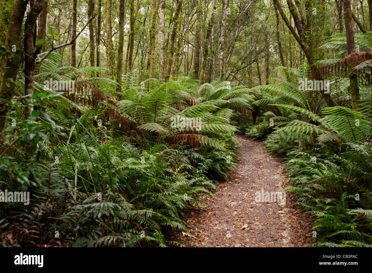 Track through tree ferns in temperate Rainforest, Peoples Park, Strahan ...