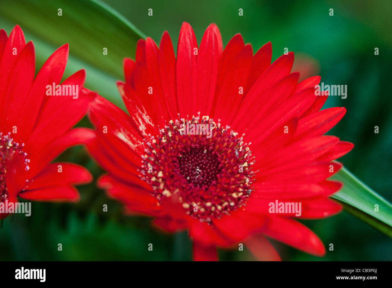 Close-Up shot of a Red Gerber Daisy in Bloom with dark green foliage in ...