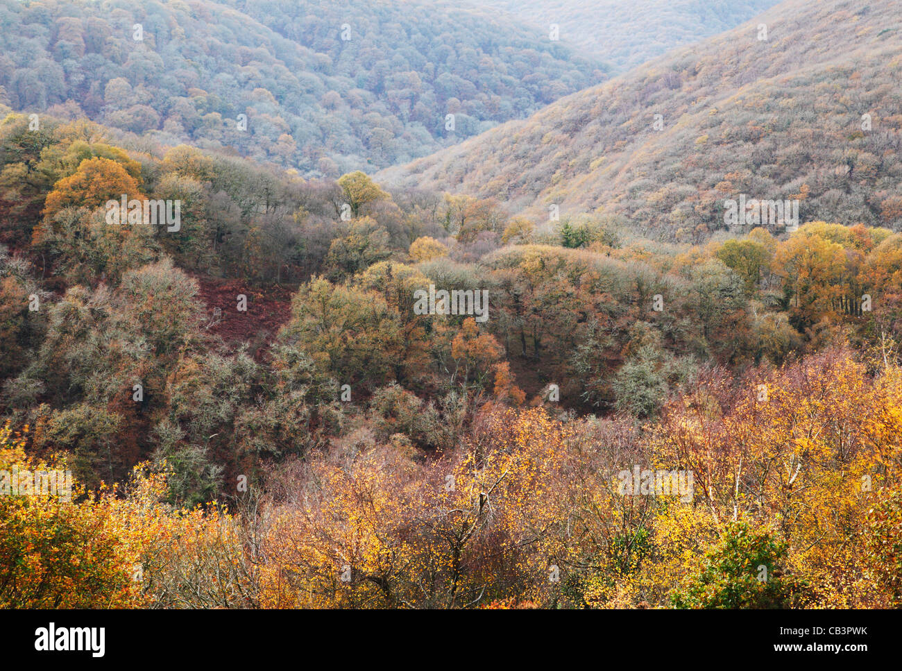 Horner Wood, Autumn. Exmoor National Park. Somerset. England. UK Stock ...