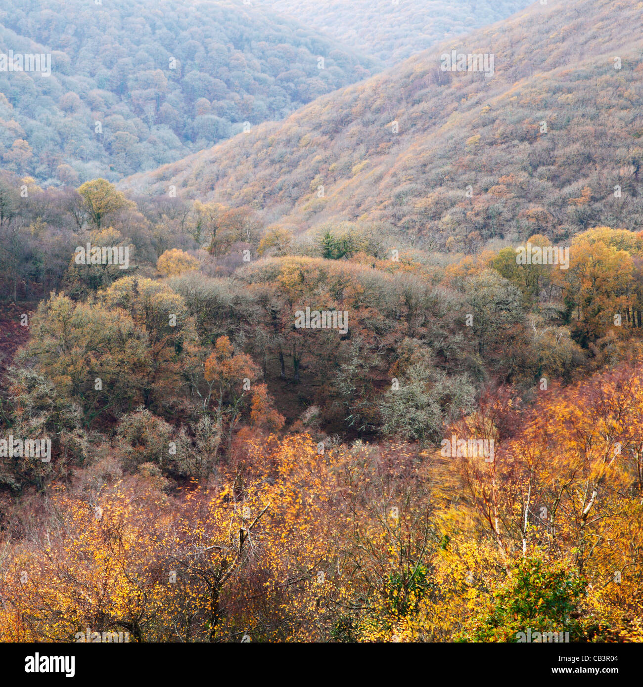 Horner Woods High Resolution Stock Photography and Images - Alamy