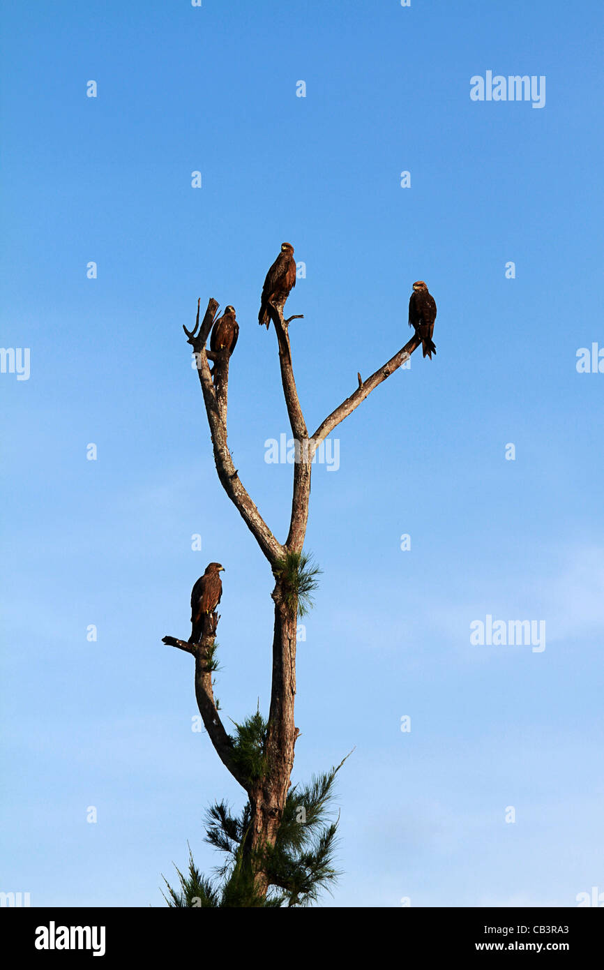 Kerala eagle hi-res stock photography and images - Alamy