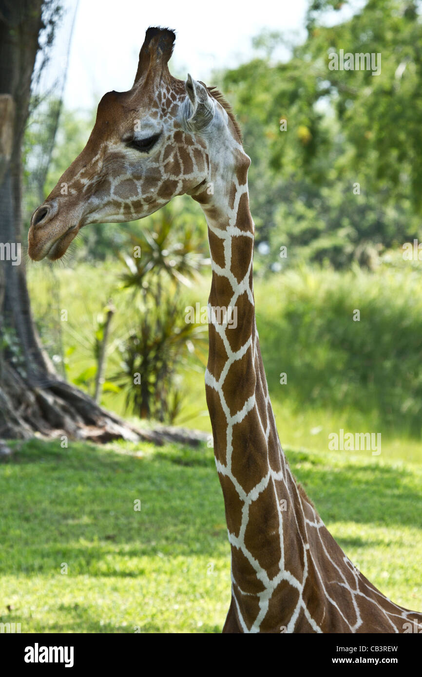 Wildlife taxonomy hi-res stock photography and images - Alamy