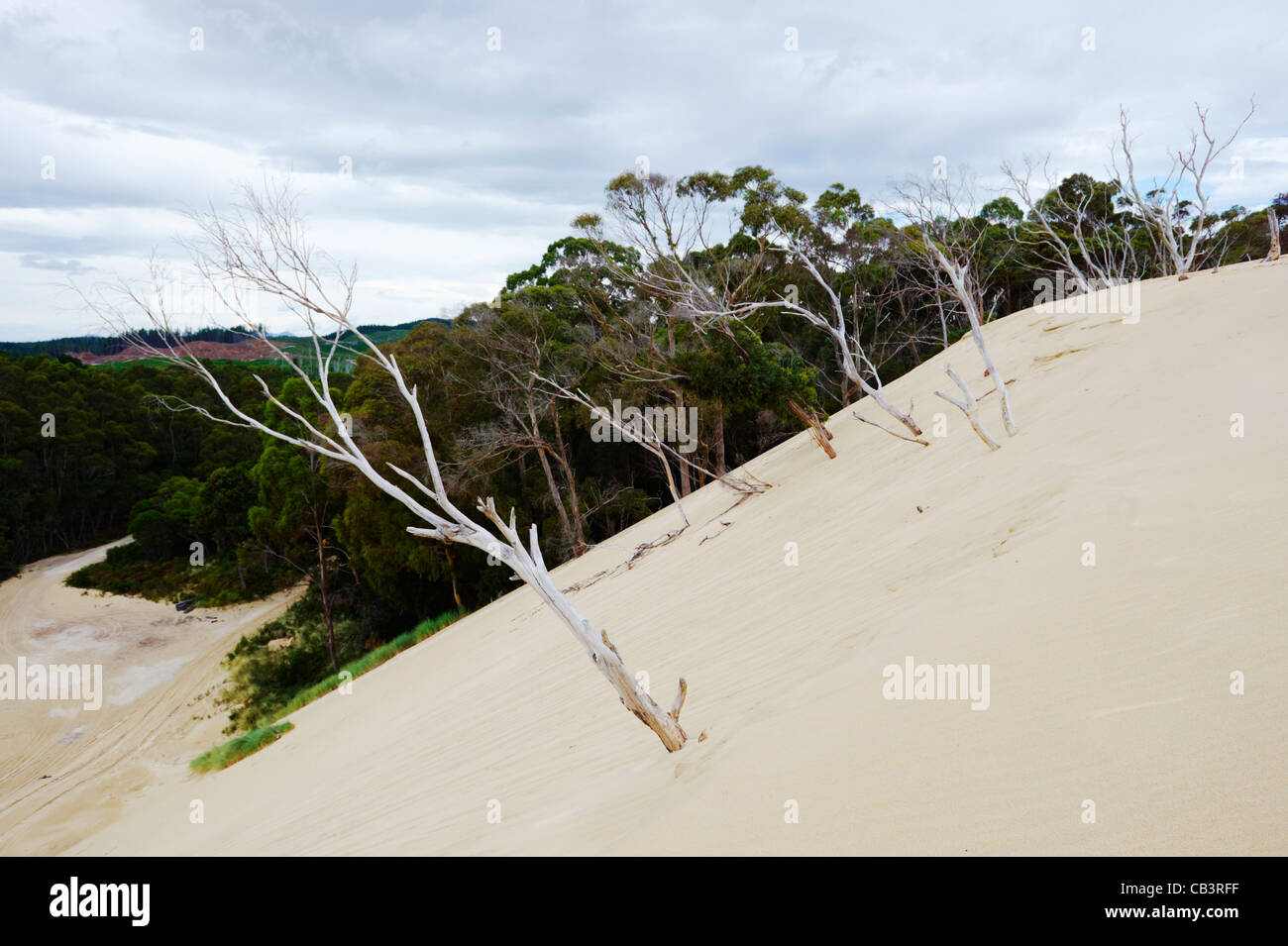 Shifting sands of Henty Dunes, West Coast, Tasmania, Australia Stock ...