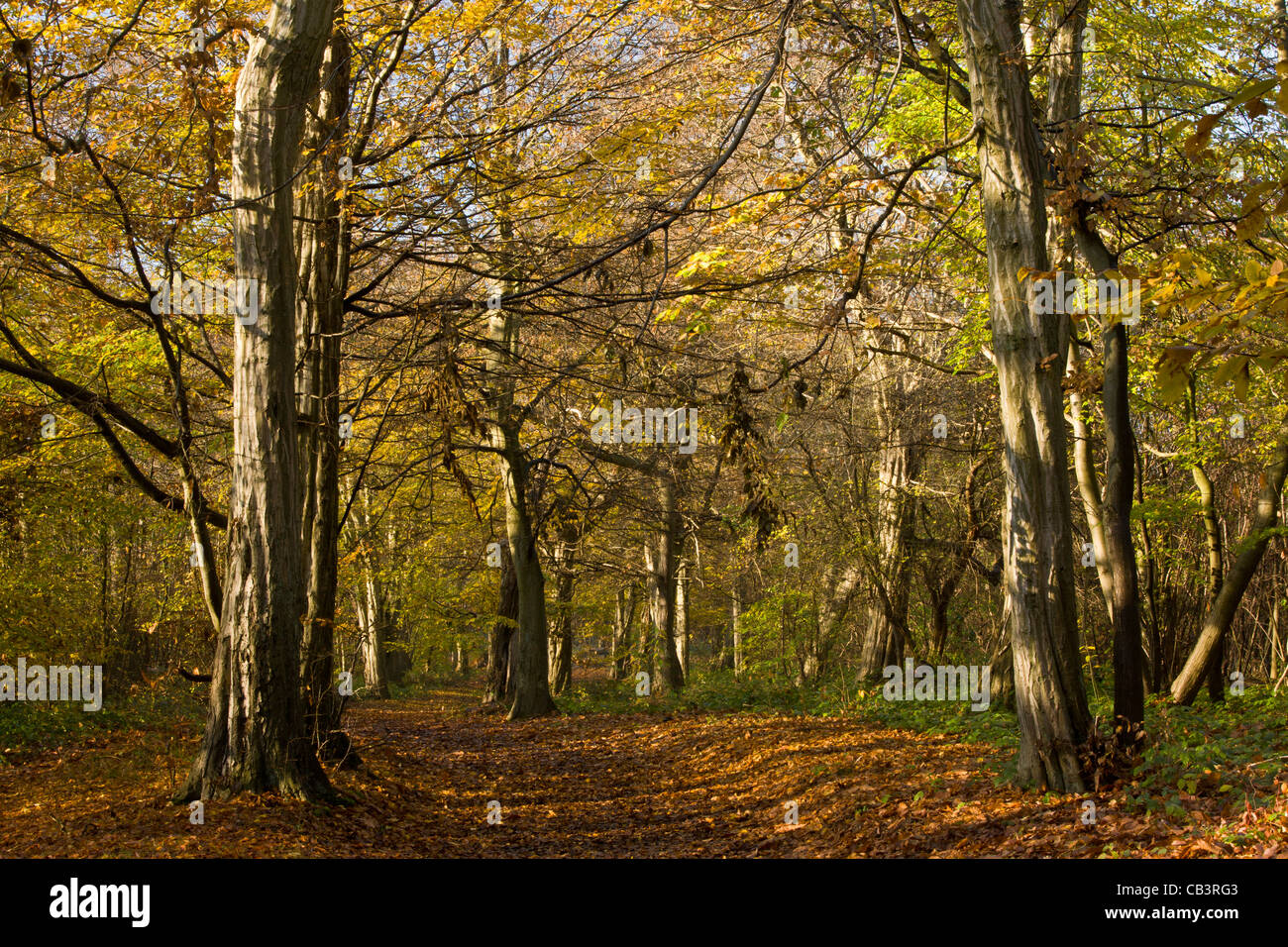 Pathway through old hornbeams (Carpinus betulus) in autumn in Great ...