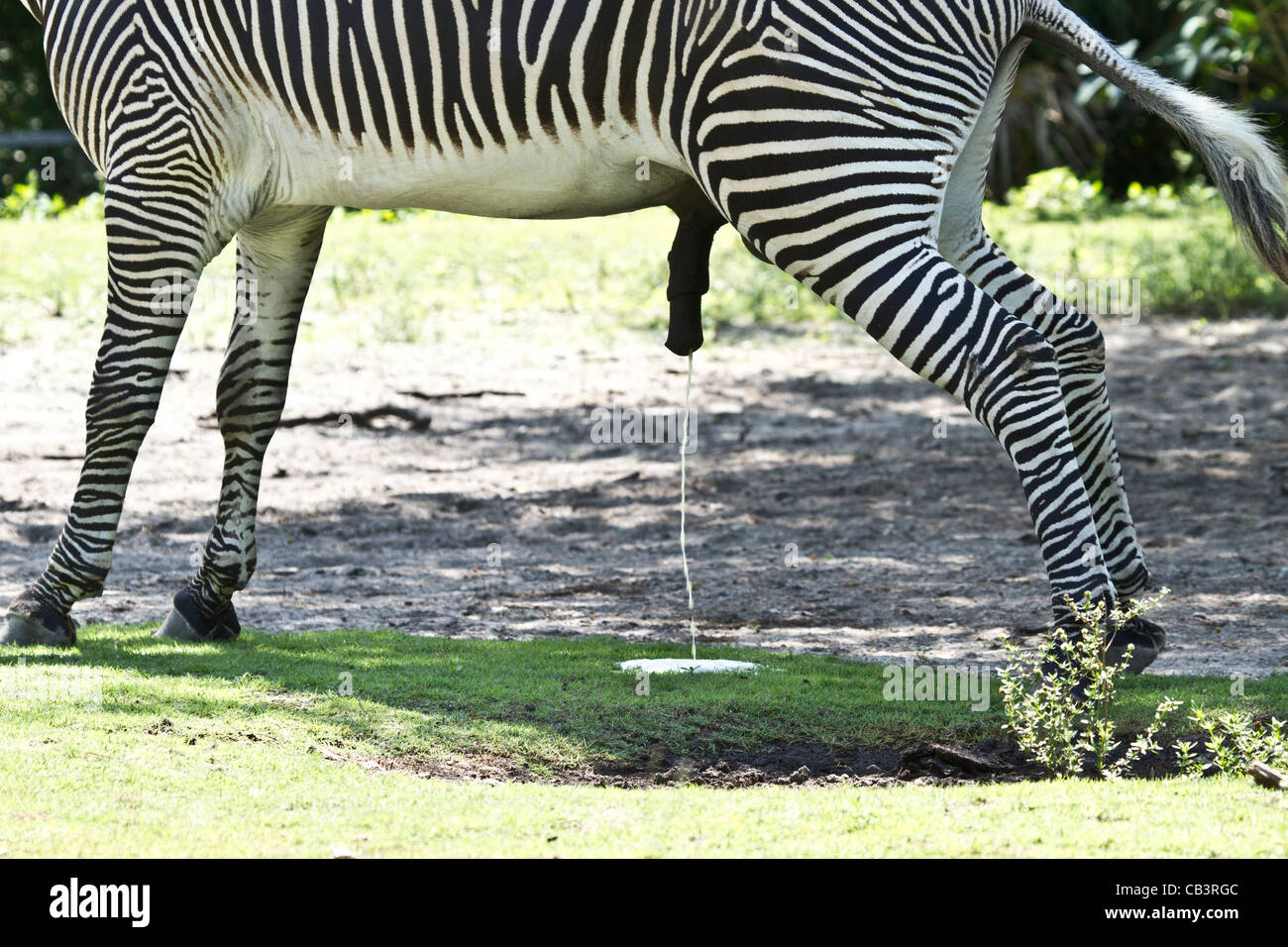 Zebra Peeing Stock Photo, Royalty Free Image: 41266300 - Alamy
