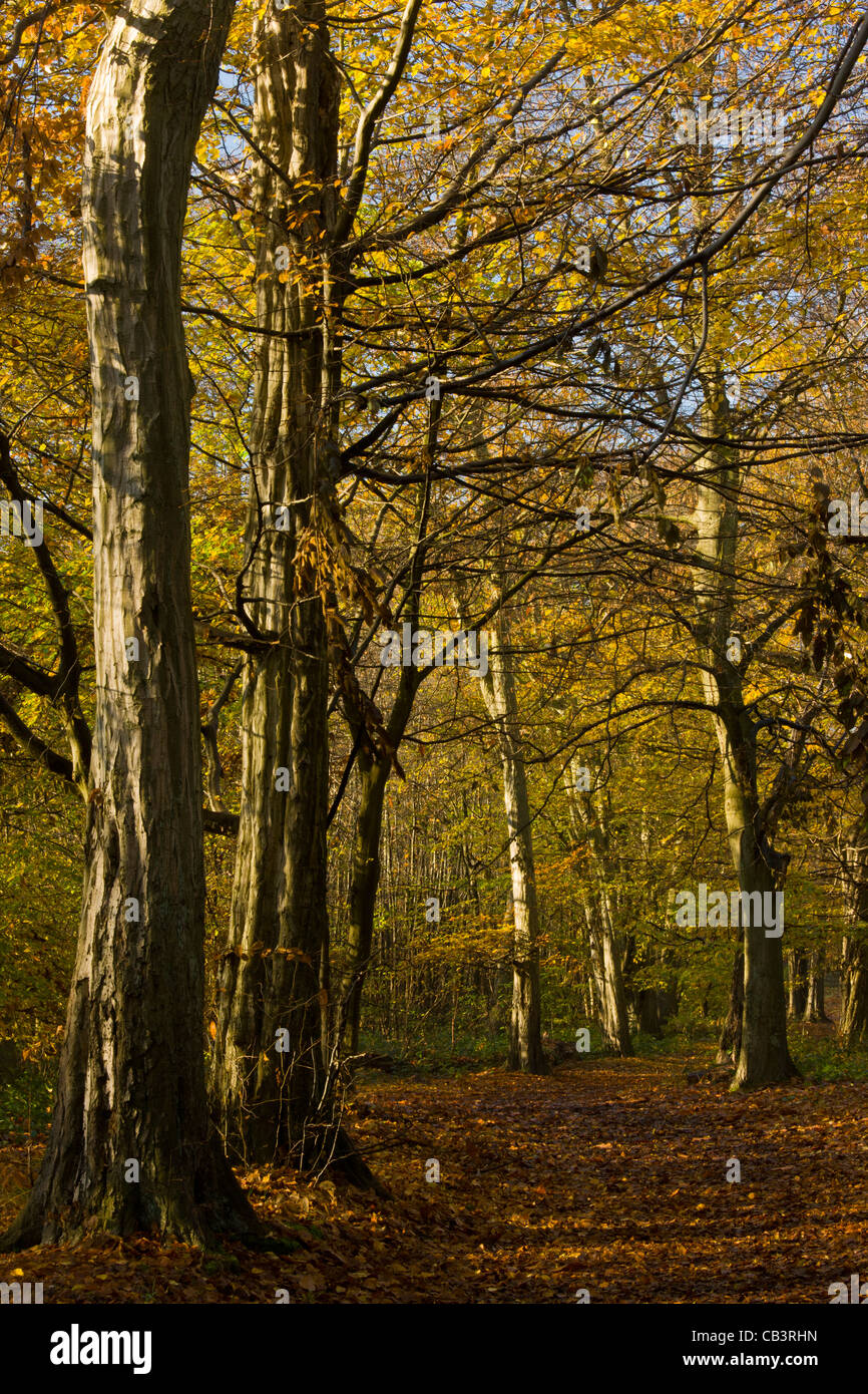 Pathway through old hornbeams (Carpinus betulus) in autumn in Great ...