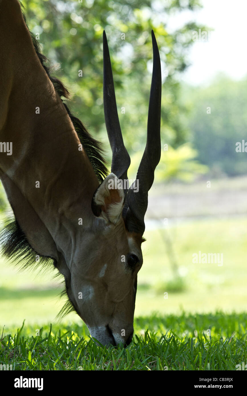 Eland animal hi-res stock photography and images - Alamy