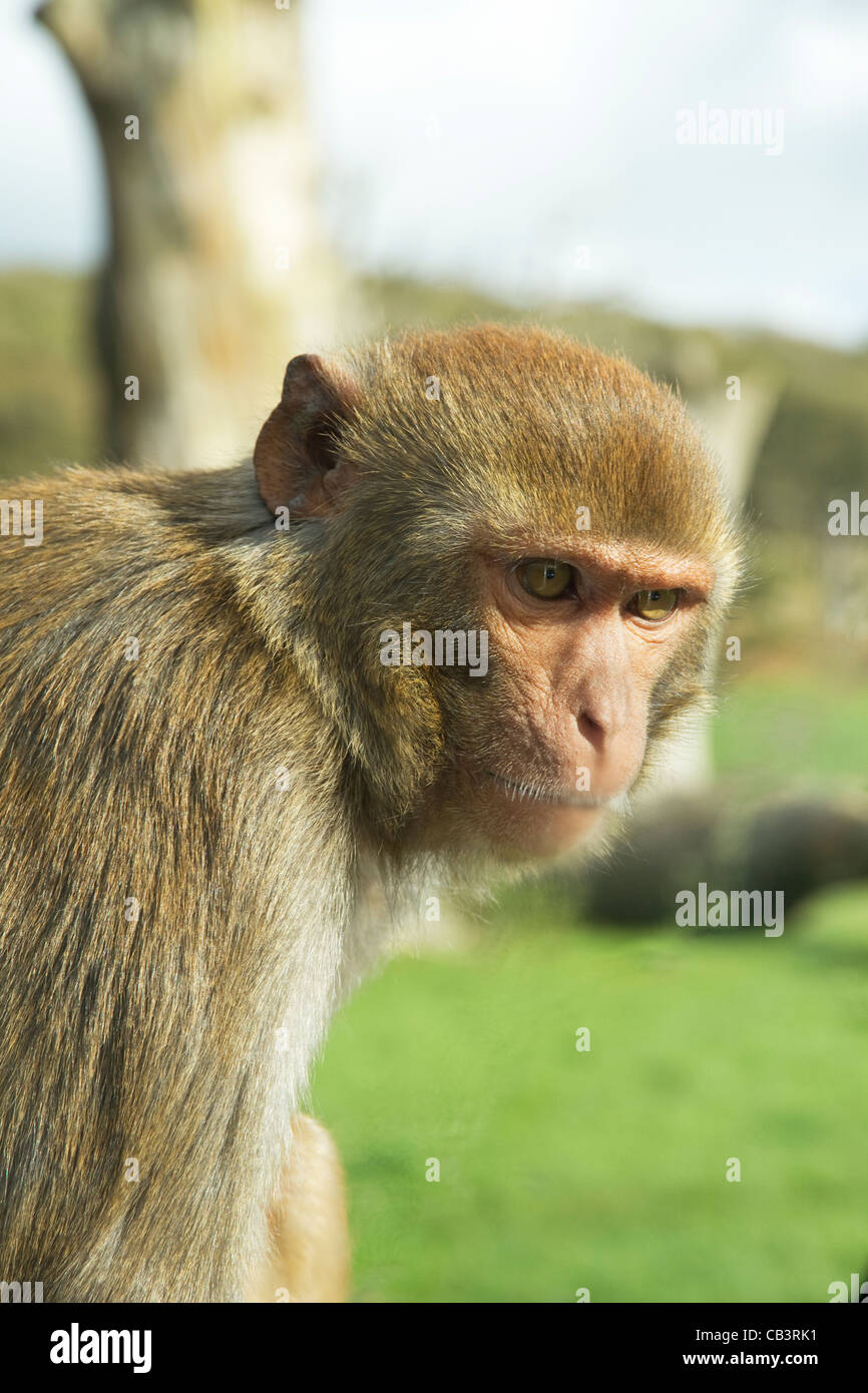 a Rhesus monkey in Longleat Safari Park Wiltshire England Stock Photo ...
